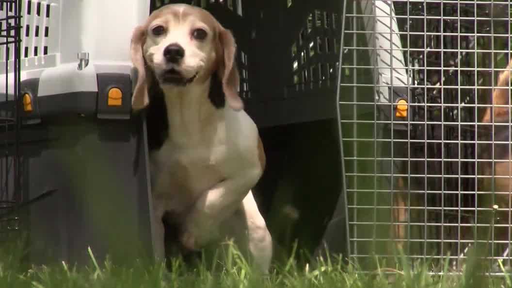 Final group of rescued Ridglan Farms beagles transferred