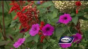 Weather Wednesday: Tarbin Gardens