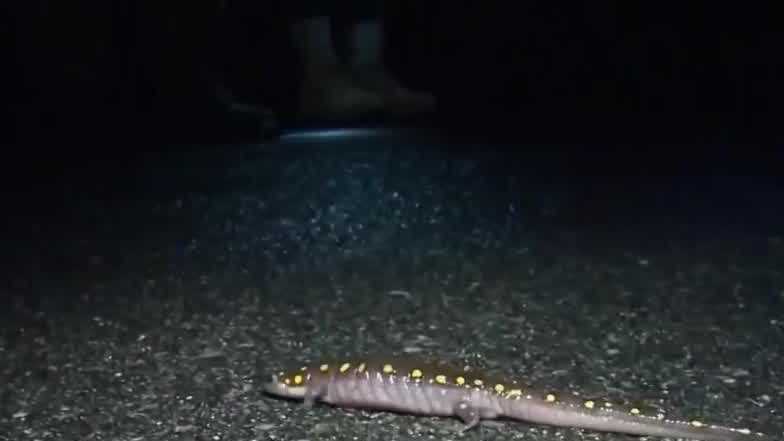 NH Fish and Game gives tip on how to keep amphibians safe