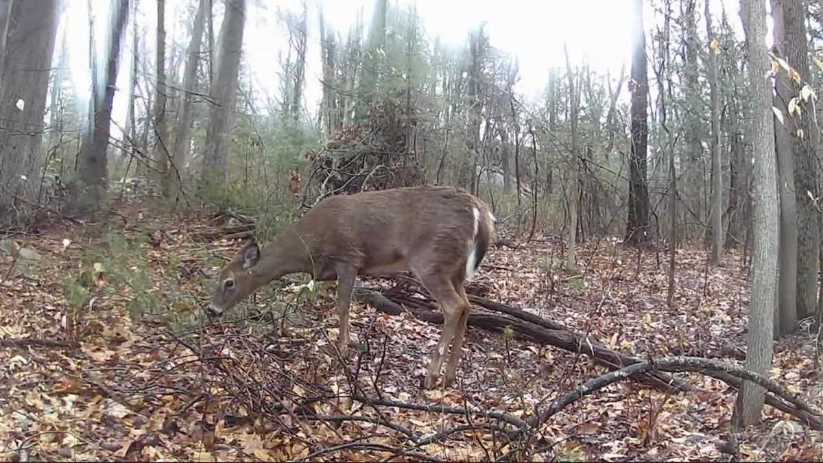 Anthony's favorites: catching wildlife on the backyard critter cam