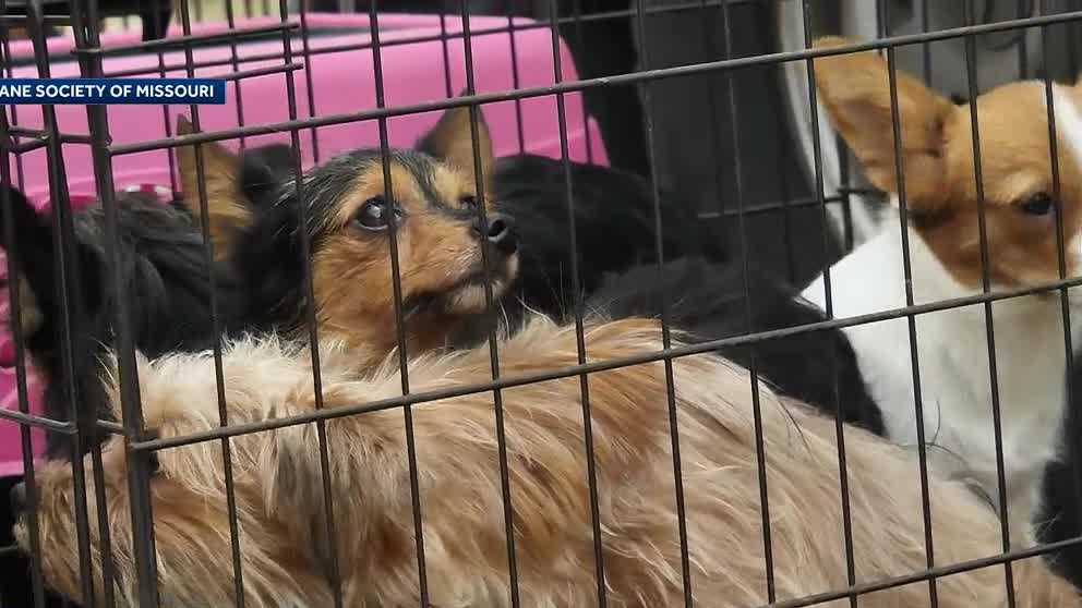 Humane Society of Missouri makes largest pet rescue of 2023