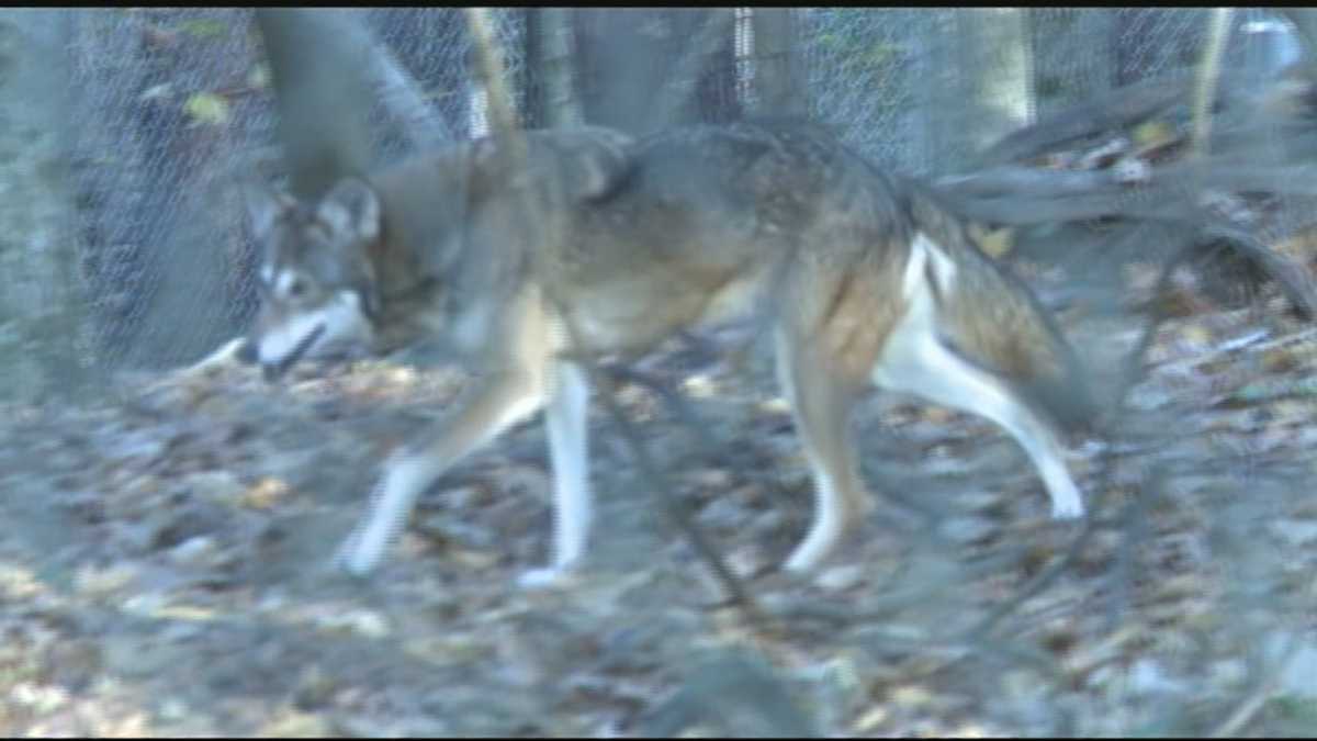 Saving the Red Wolf from extinction