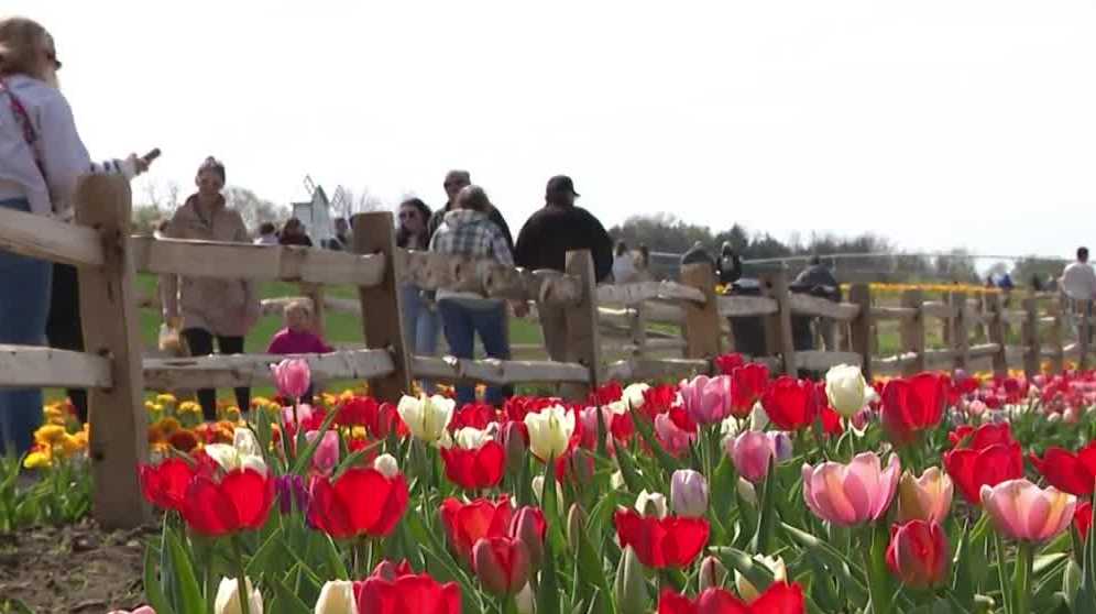 Nelson Produce Farm's Tulip Festival is underway