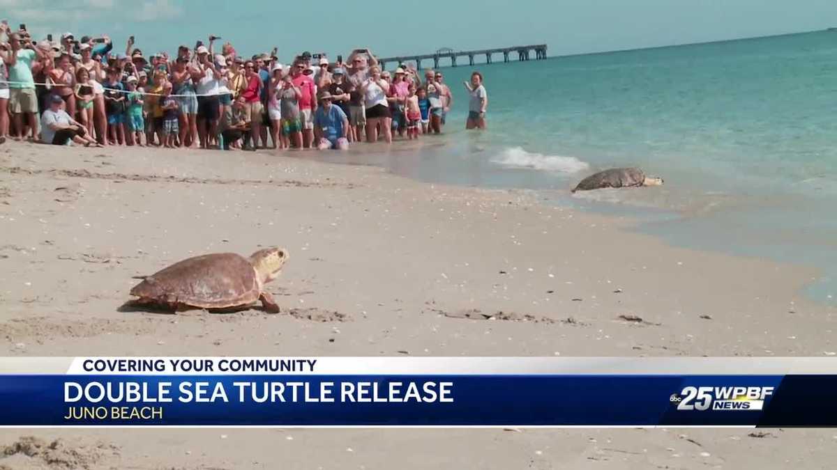 Double sea turtle release in Jupiter