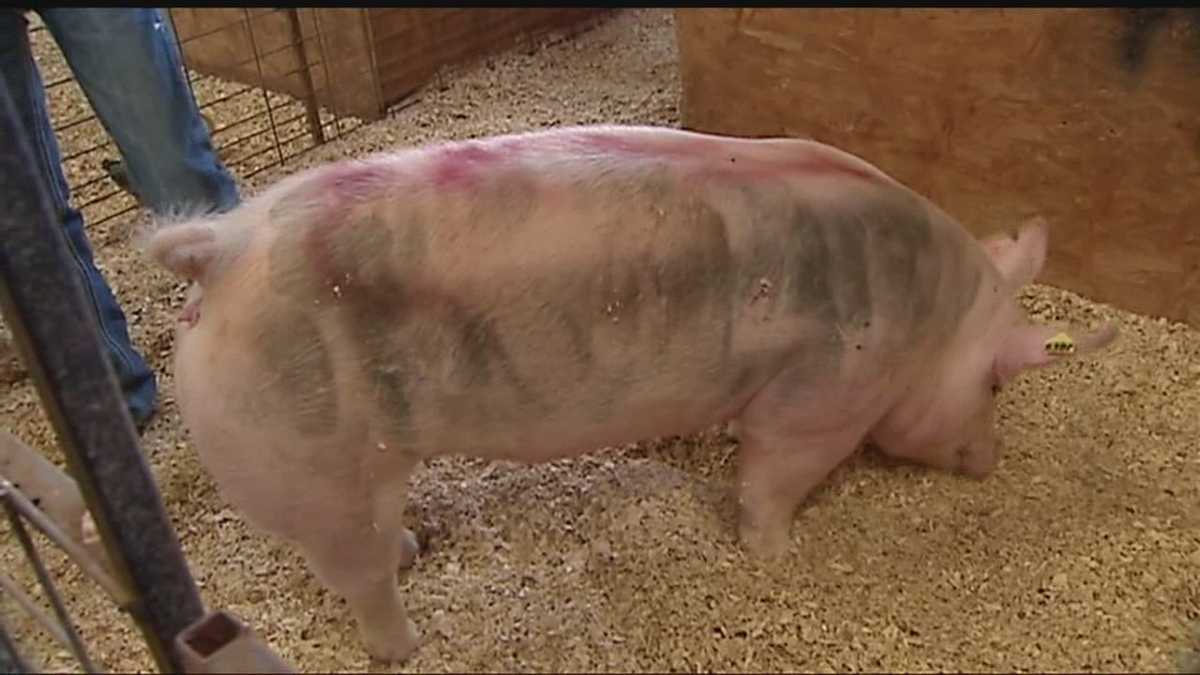 Chickasha High School's ag farm vandalized, hogs spray-painted