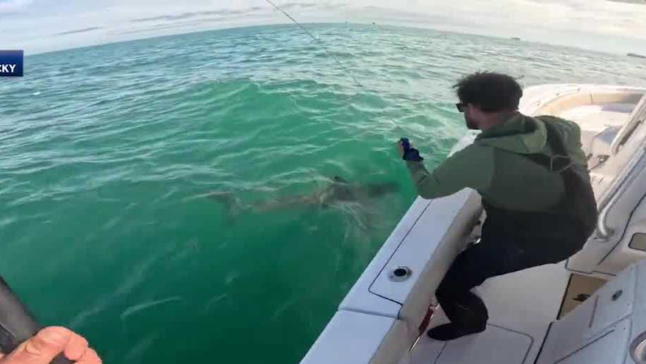 Great white shark tagged named after Army Ranger killed in action