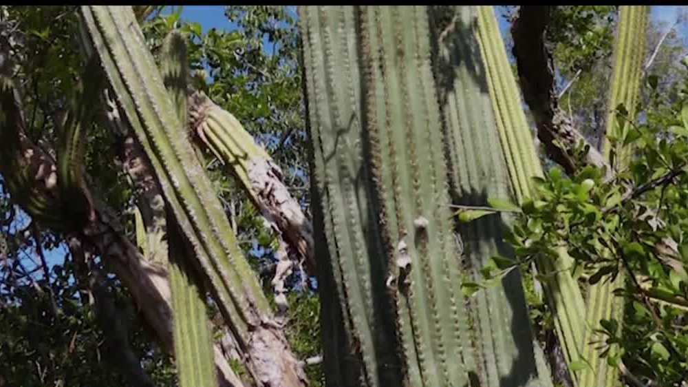 Key Largo Tree Cactus is now extinct due to sea level rise