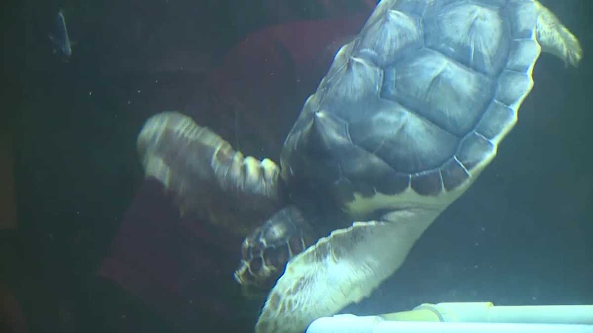 Loggerhead turtles are breaking records in Georgia. Are they breaking ...