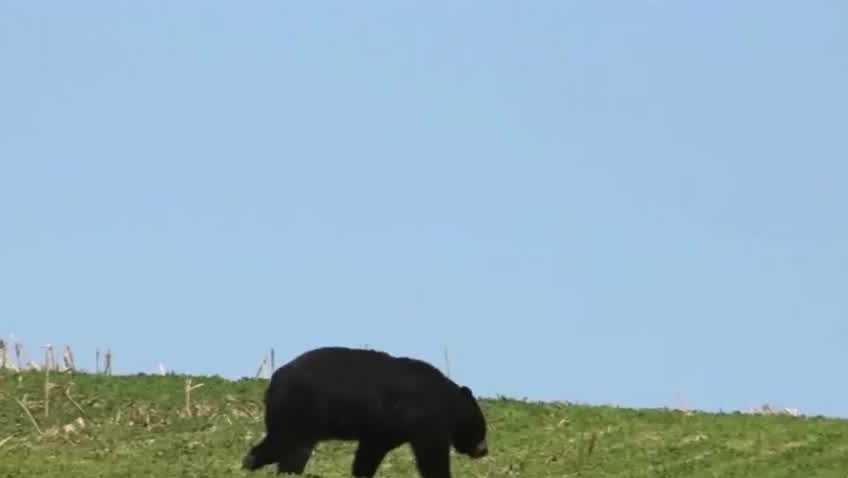 Bear seen wandering in eastern Iowa cornfield