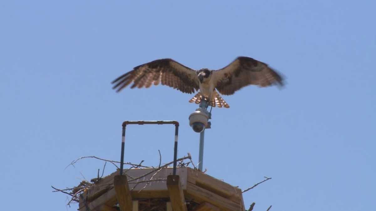 More osprey nests are popping up around Iowa