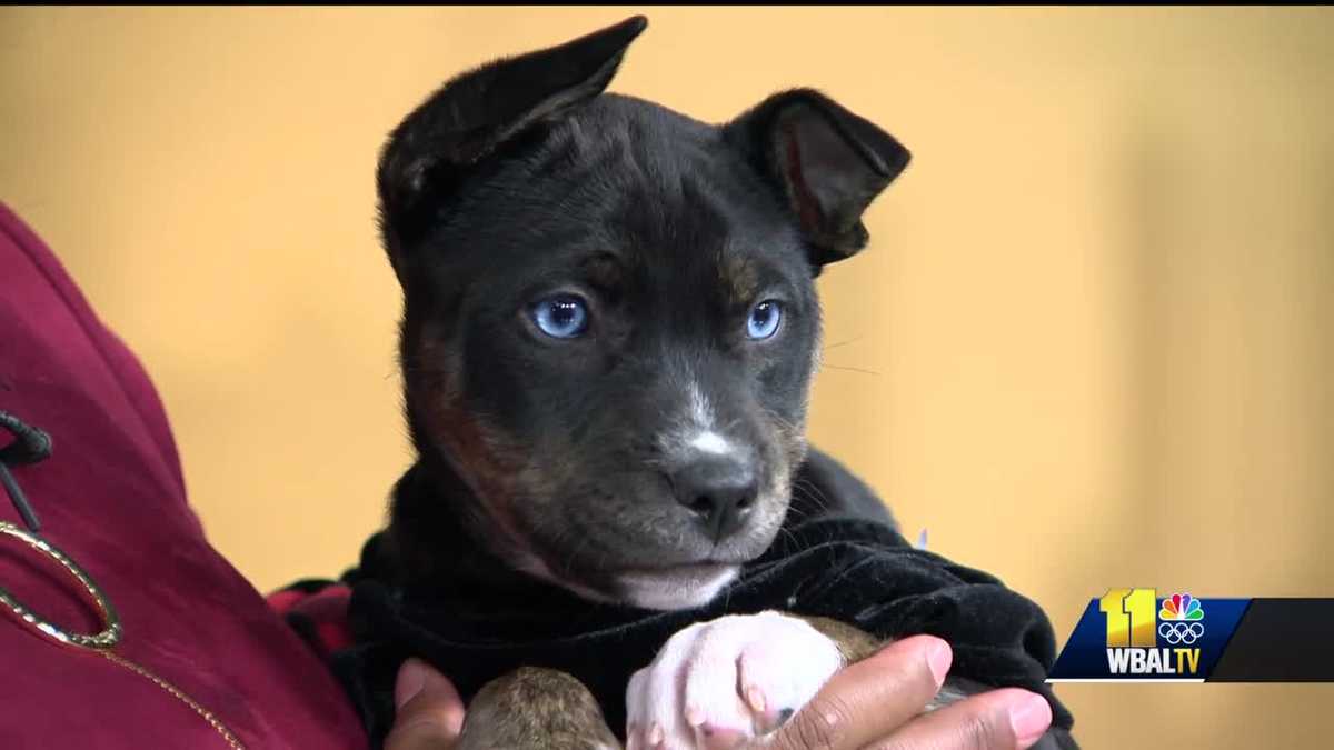Meet a pretty puppy ready for adoption before the holidays