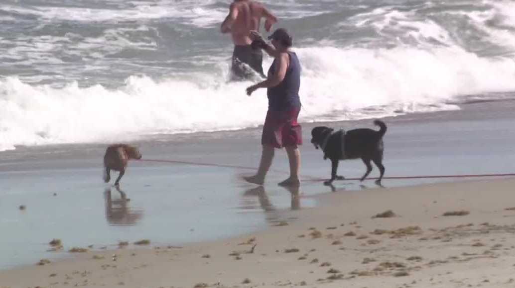 Brevard deputies search for dog owner after deadly beach attack