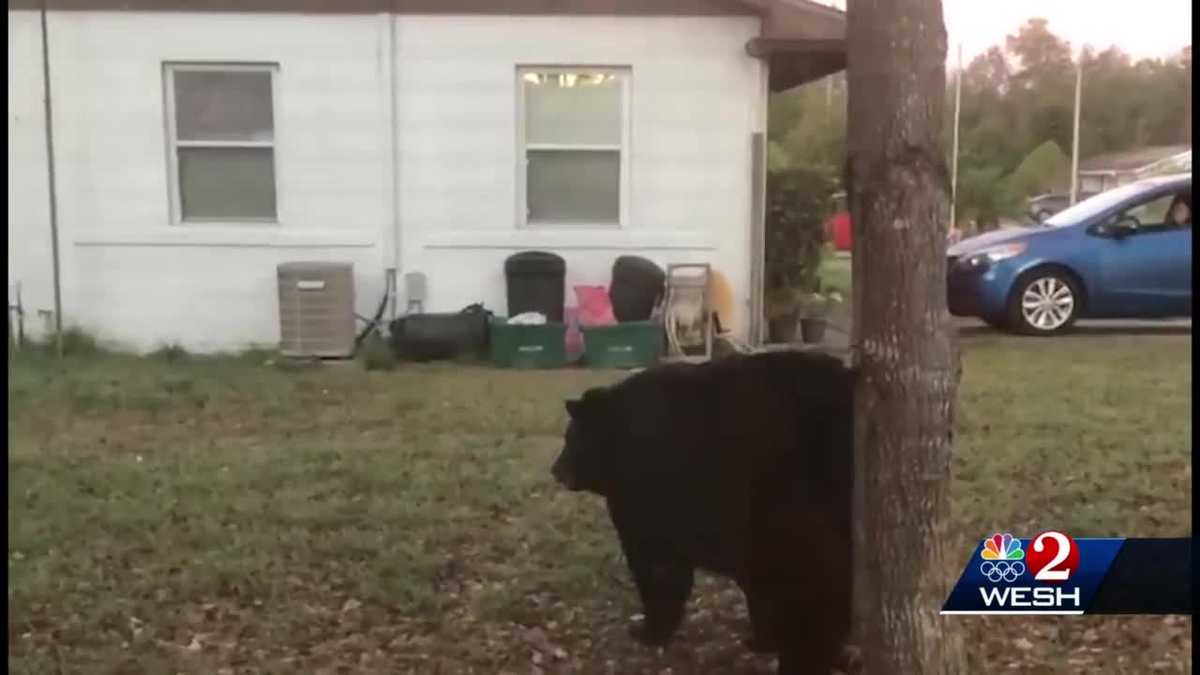 Huge black bear spotted in DeBary neighborhood