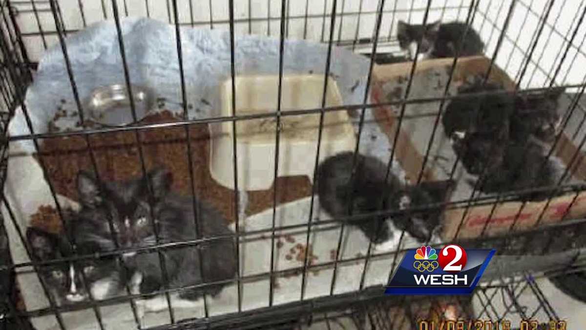 Woman faces more charges after dead animals, feces found in home with child