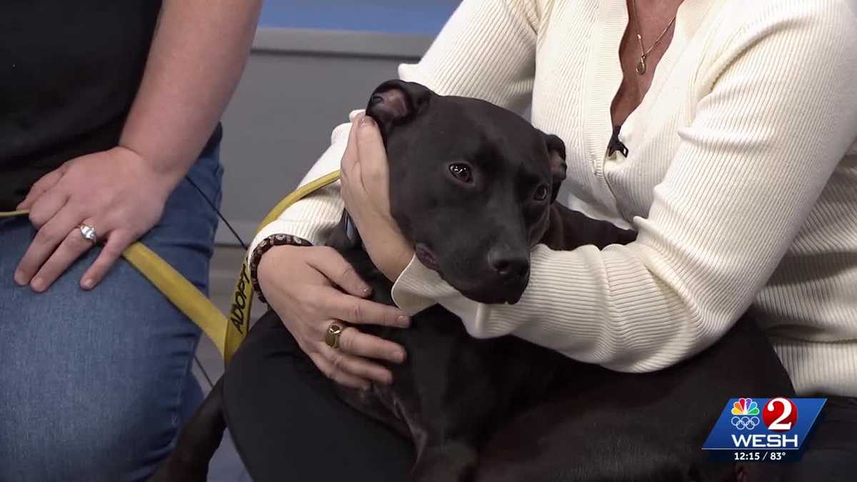 WESH 2 the Rescue: Mcgraw at SPCA of Brevard needs a home