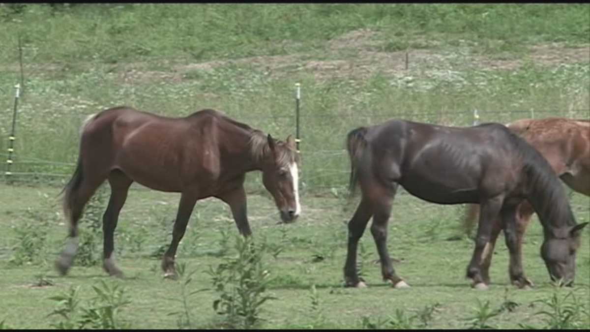 Animals seized from farm in southern Indiana