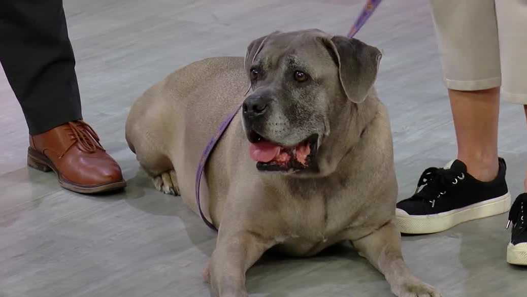 Mutts and Meows: Meet Benelli