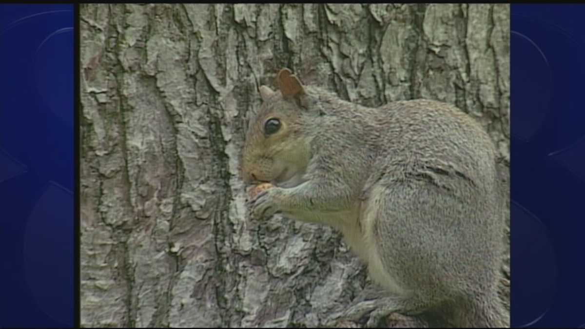 Which animals are repeat breeders?