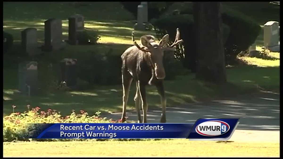 Recent car-moose crashes prompt warnings