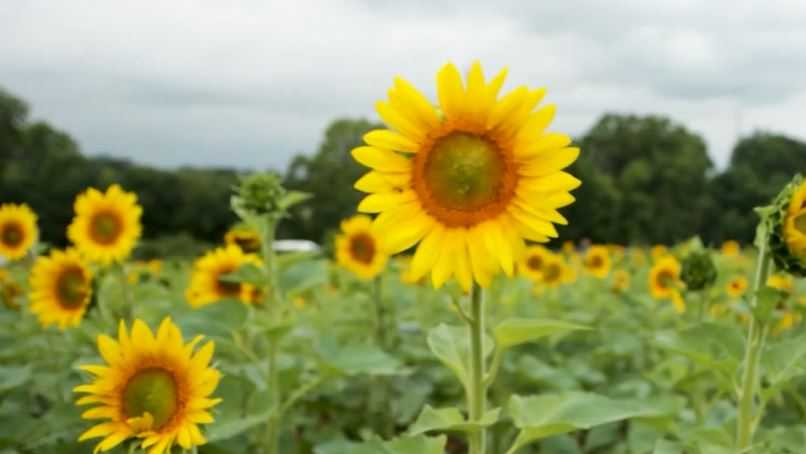 Annual sunflower festival returns this weekend