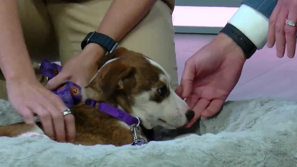 'Mutts & Meows' with Gulf Coast Humane Society: Meet Josh