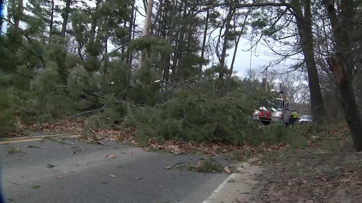 High winds bringing down trees