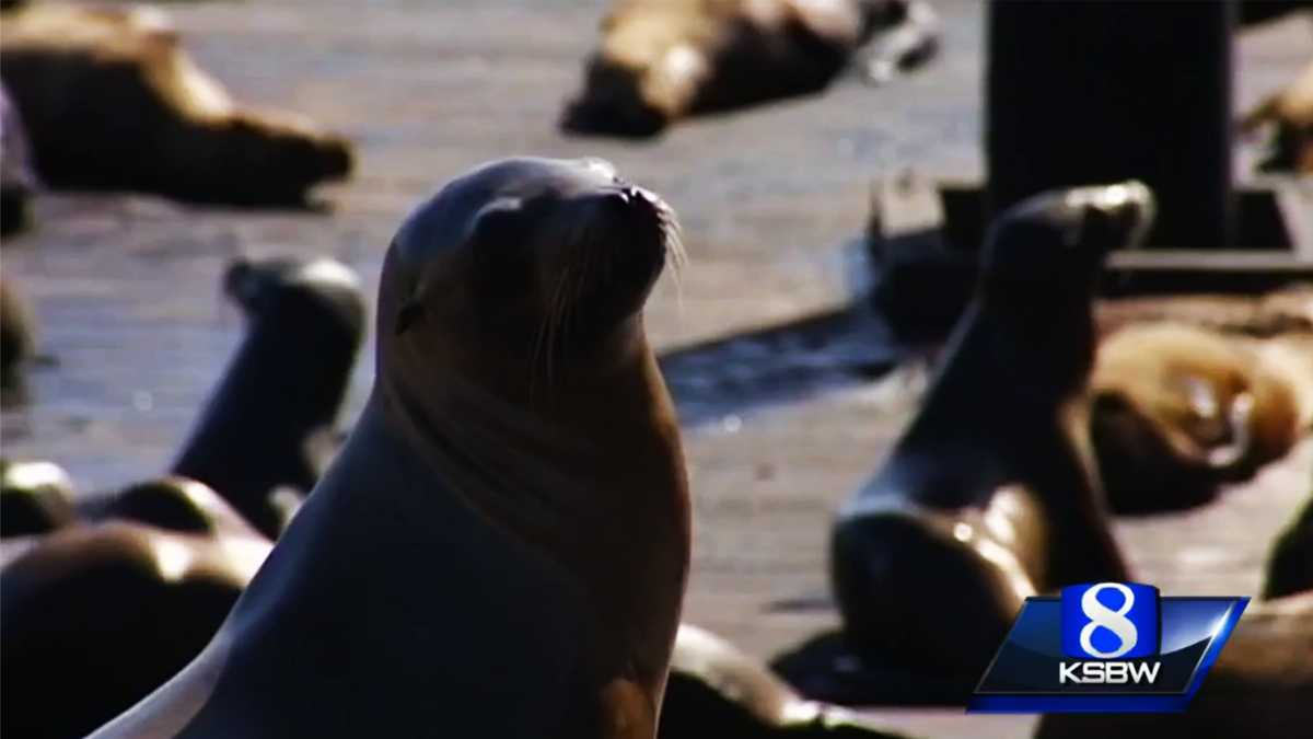 Sea lions takeover Monterey boat launch