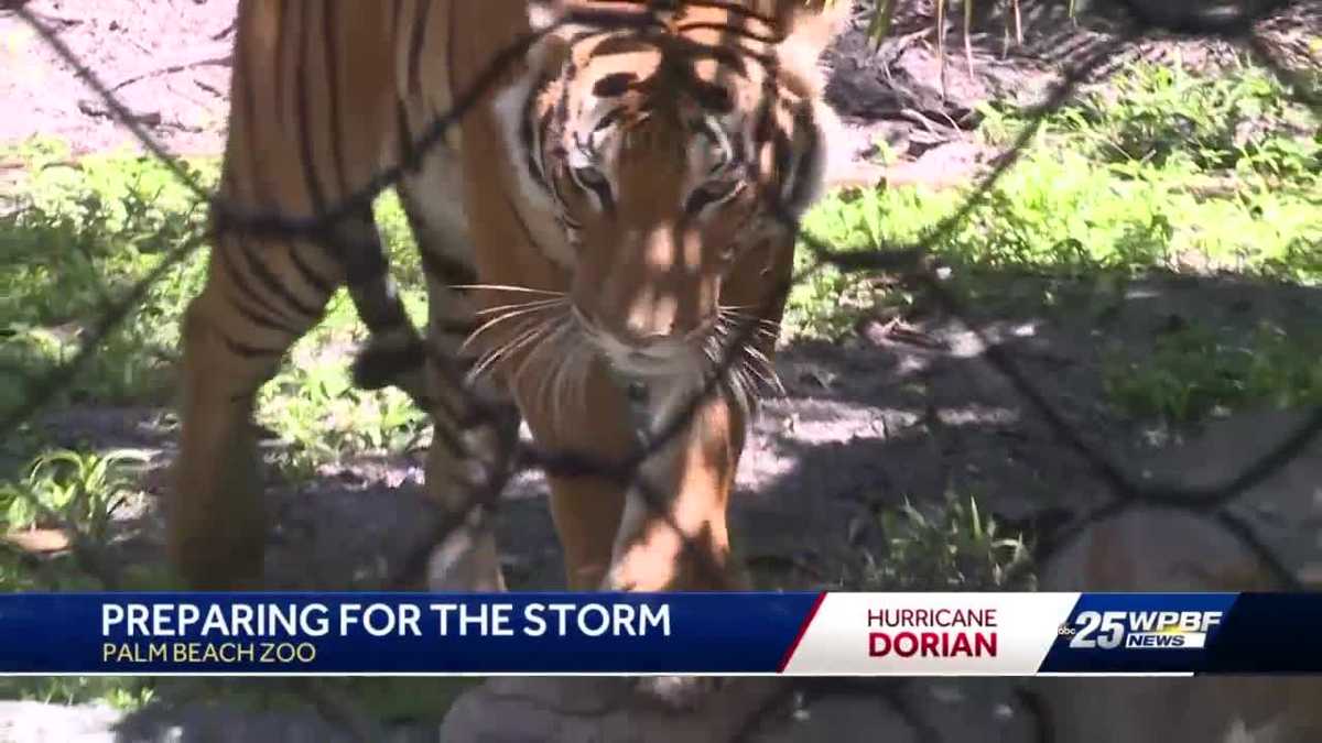 Zoo uses audio cues to relocate animals with hurricane looming