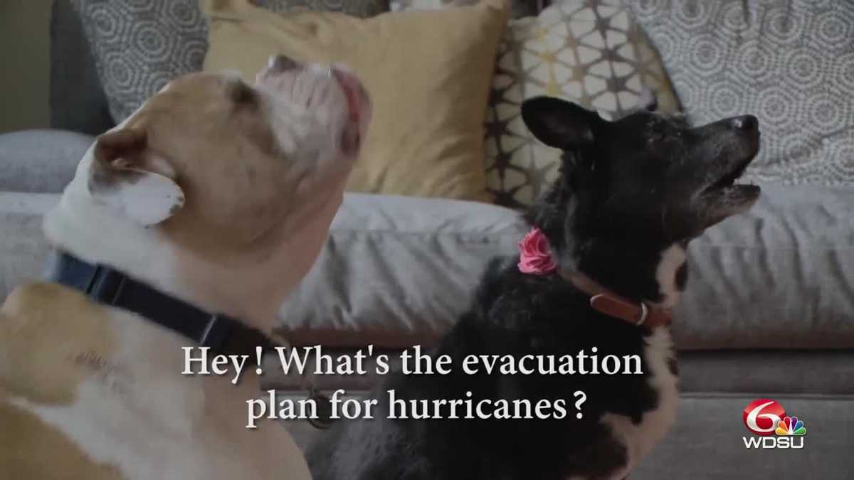 Pets explain what you need for hurricane season