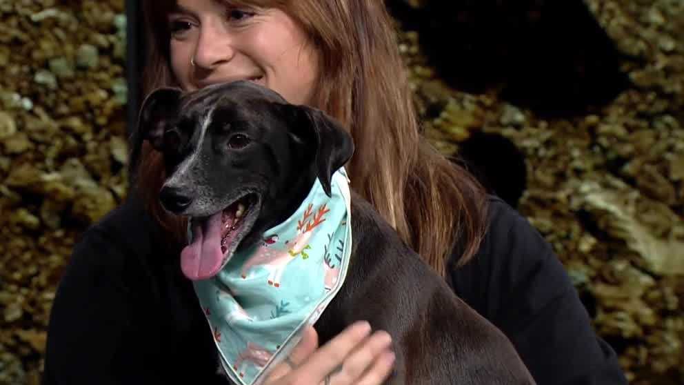 Adoptable pet: Mae the Maine dog who loves to snuggle