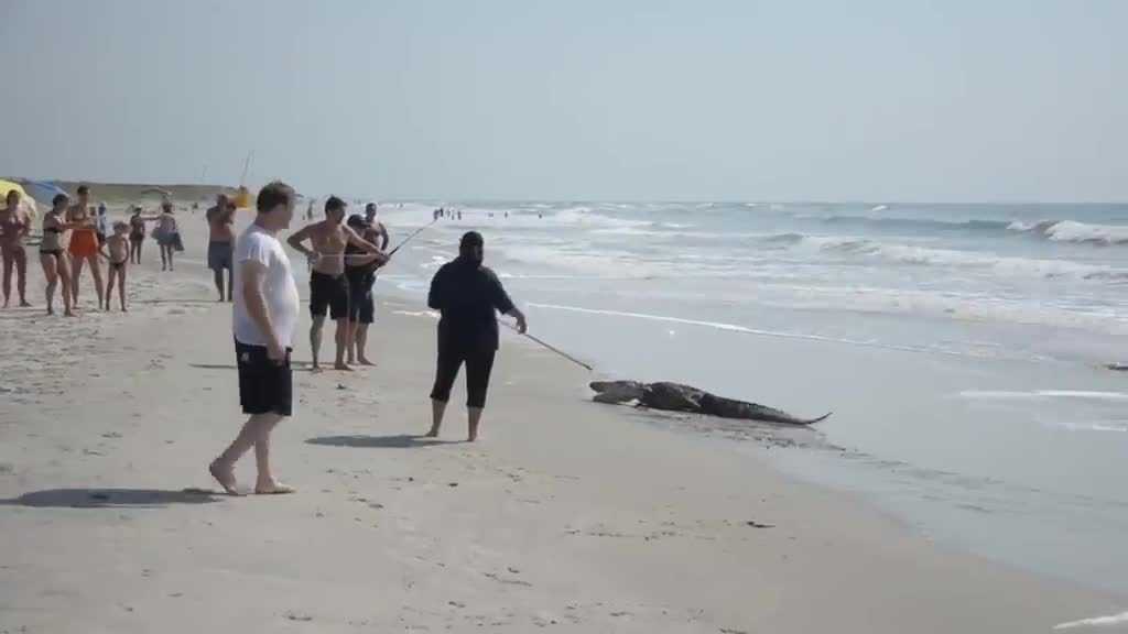 Alligator in surf shocks beachgoers