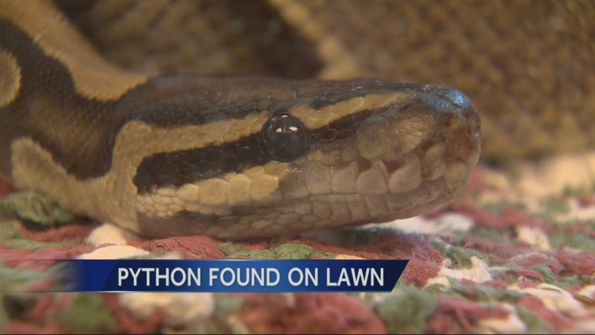 5-foot ball python found on Arden-area lawn