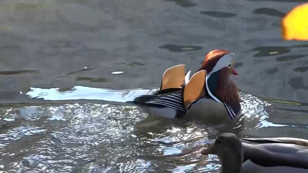 A rare Mandarin duck is hanging out in Central Park and nobody knows ...