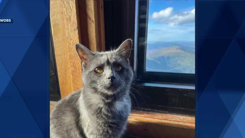 Wake up call: Nimbus the Mount Washington cat