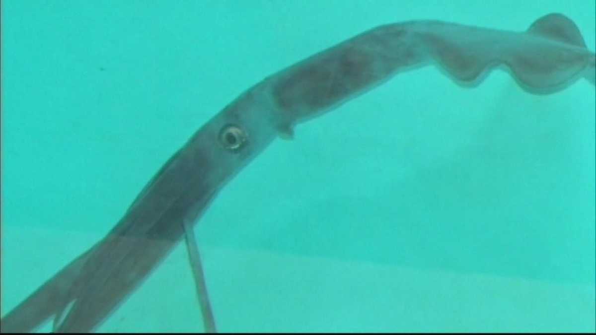 Tales of the Phantom Squid