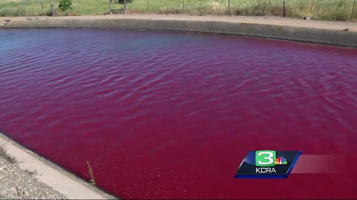 Canal near Modesto runs red with ... dye