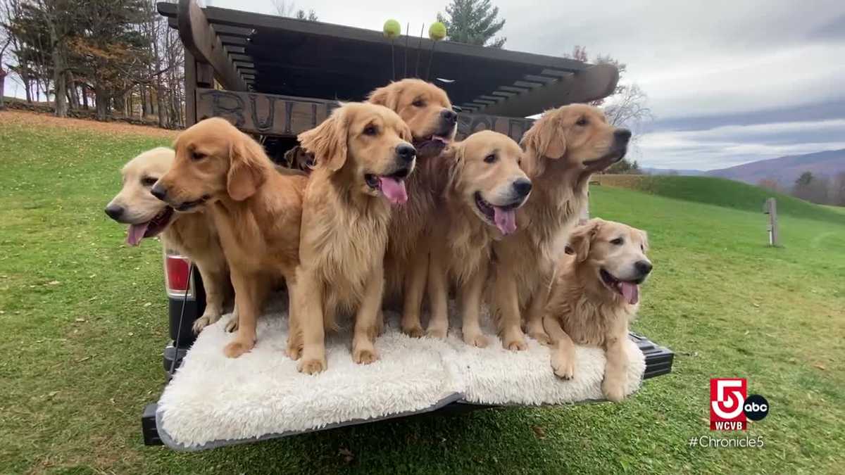 Frolic with golden retrievers in Vermont