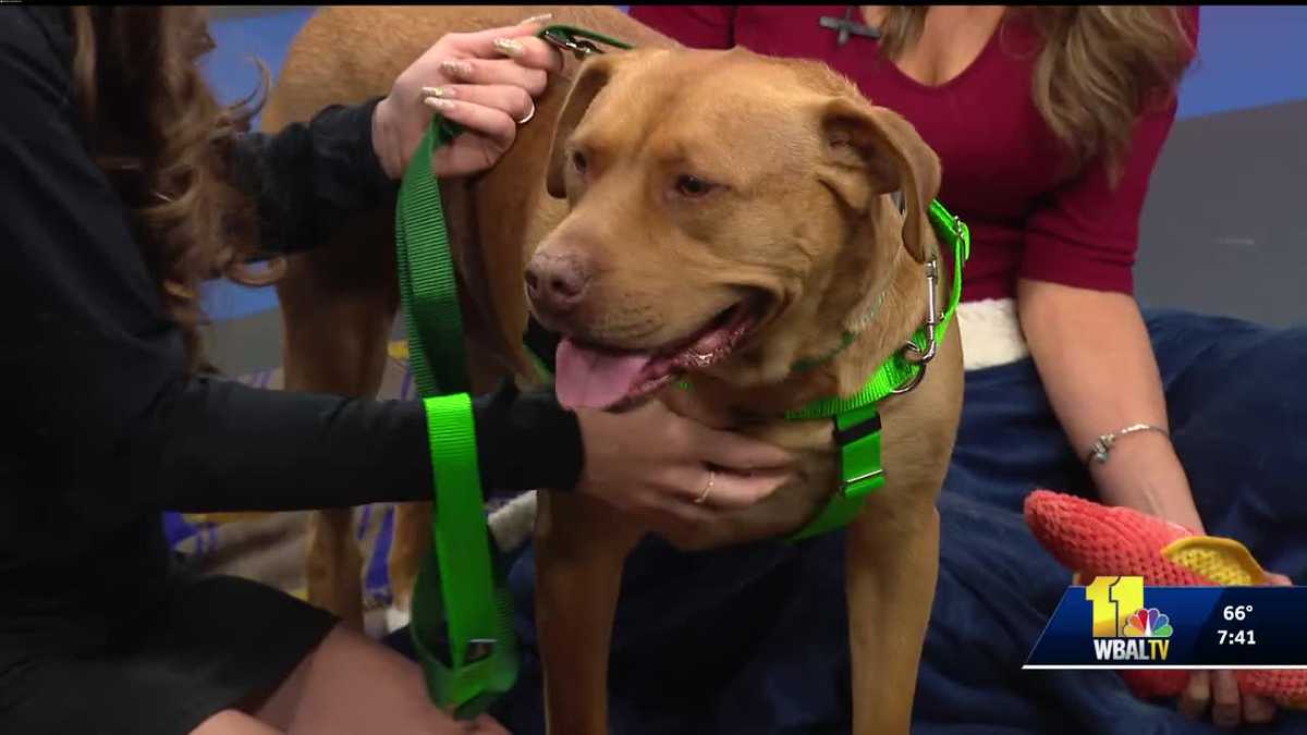 BARCS: Meet Frenchy and his toy seahorse