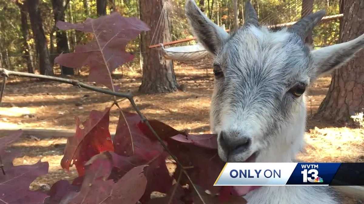 Clay family's pet goats shot and killed in backyard