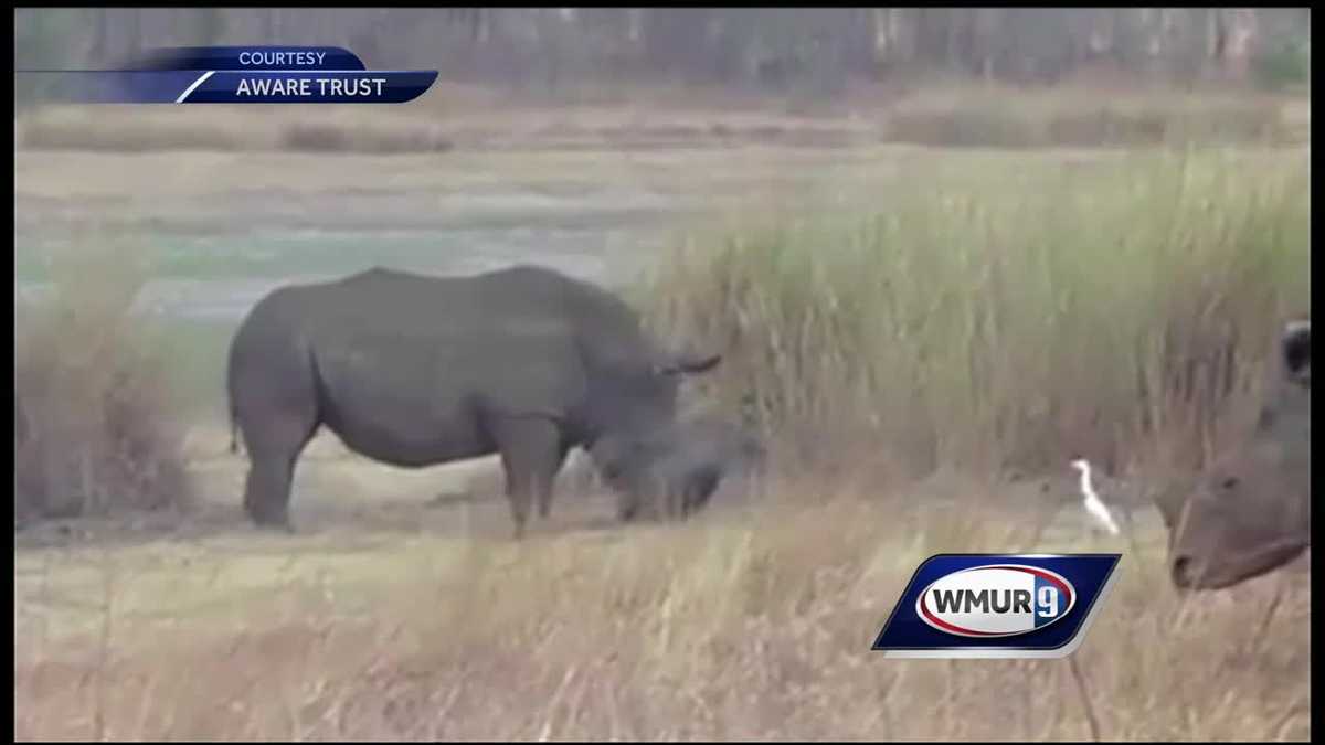 Vets rescue rhino with tire stuck on snout