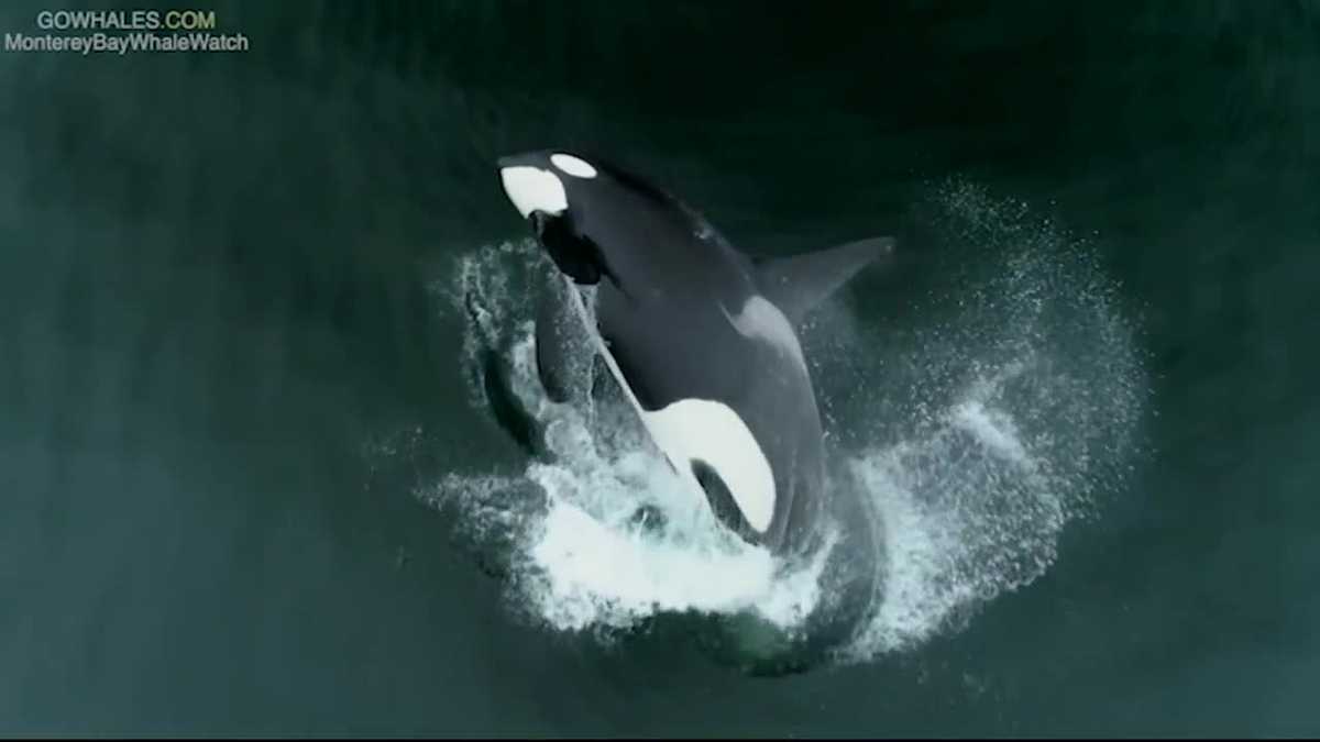 Orcas seen playing with salmon, teaching young to hunt in Monterey Bay