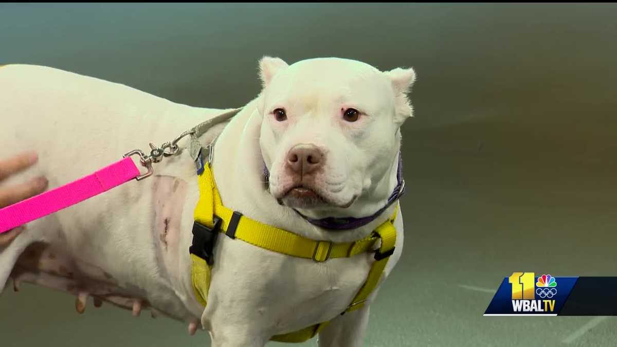 Maryland SPCA seeks help with pet donations and adoptions