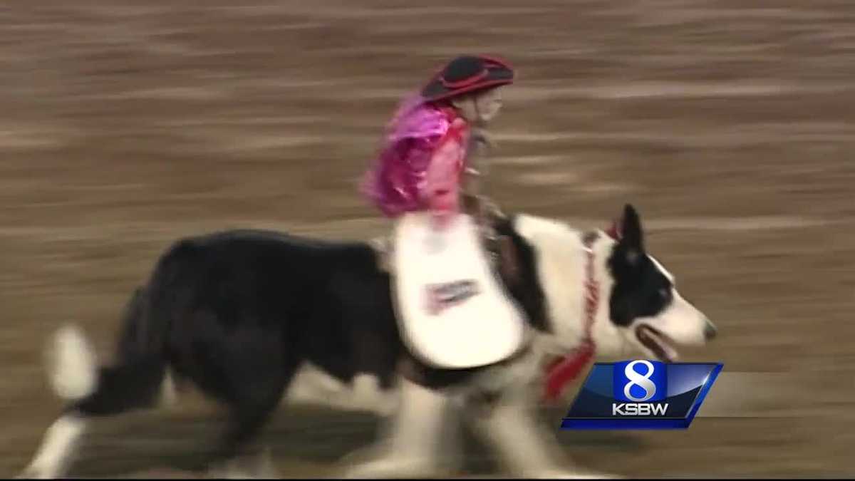 Whiplash the Cowboy Monkey comes to the California Rodeo Salinas