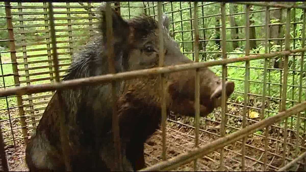DNR: Upstate has wild hog problem