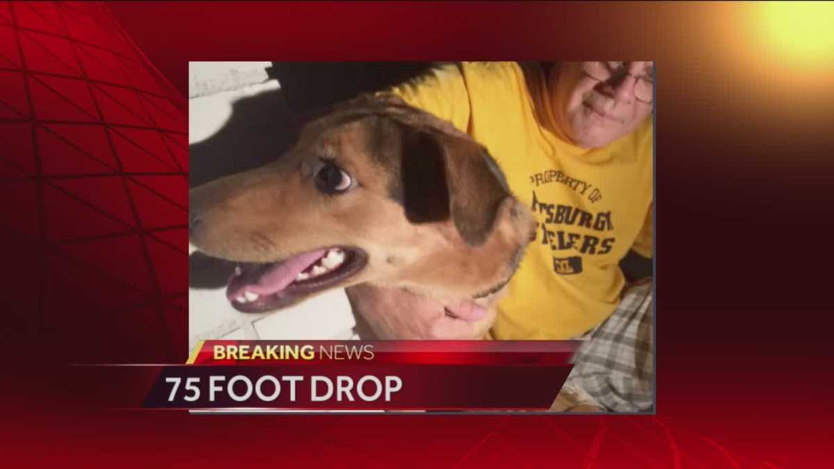 Greenfield dog survives 75-foot fall, walks away unharmed