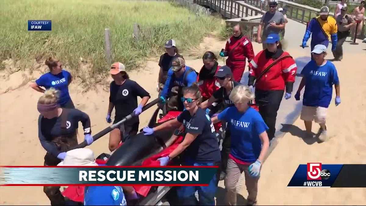 18 dolphins stranded on Cape Cod; more than half survive rescue