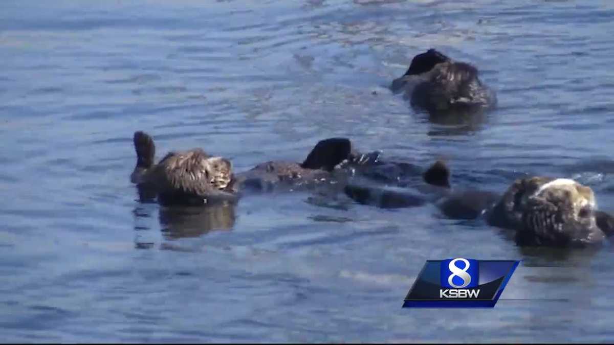 Dead sea otter sparks criminal investigation