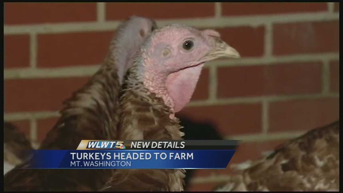 Ohio turkeys rounded up, heading to farm