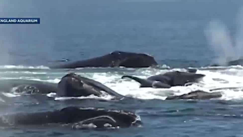 Endangered whale's decline slows, but population falls again
