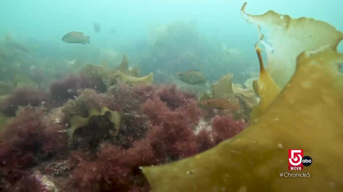 Invasive seaweed threatens the Gulf of Maine